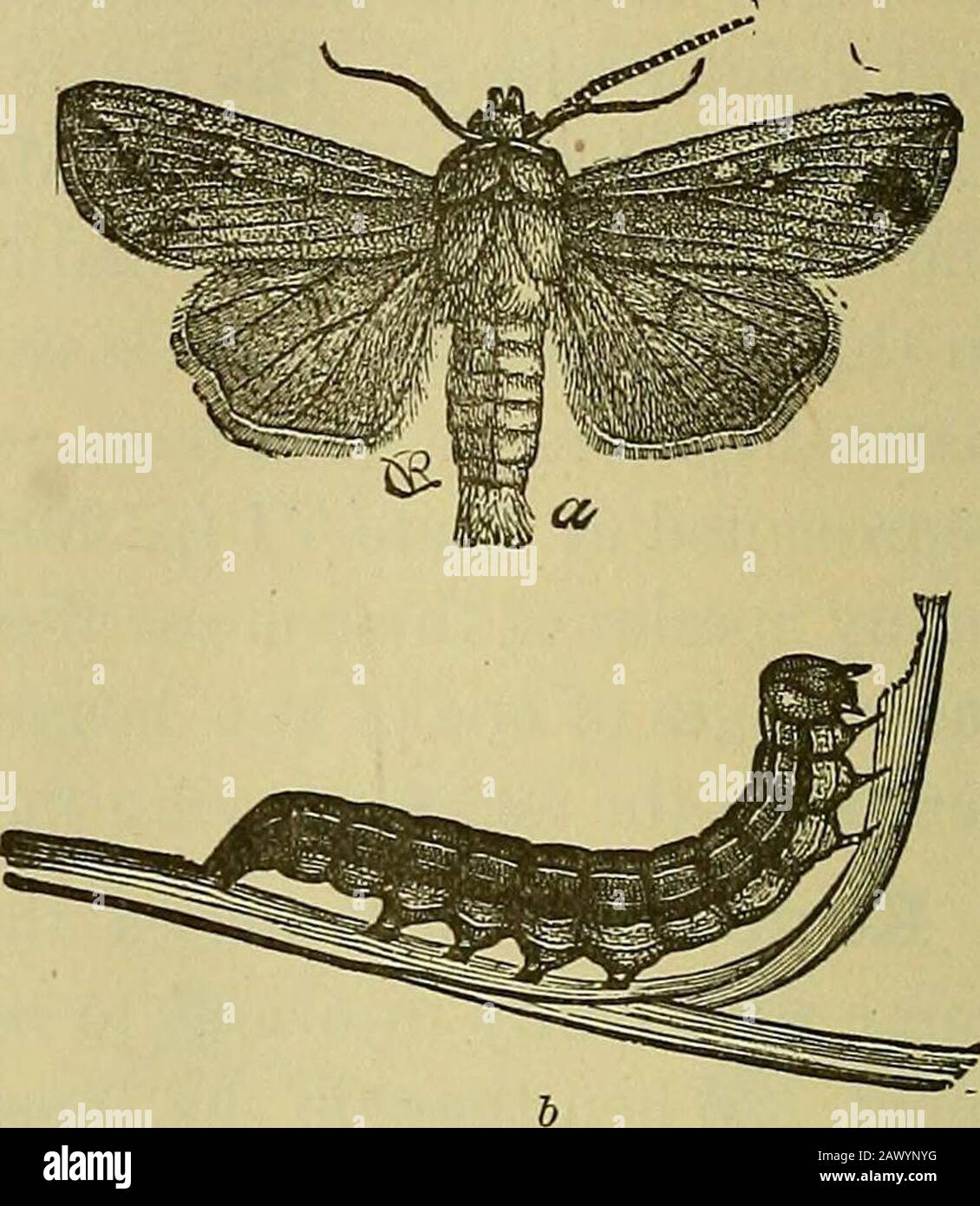 Insects and insecticidesA practical manual concerning noxious insects ...