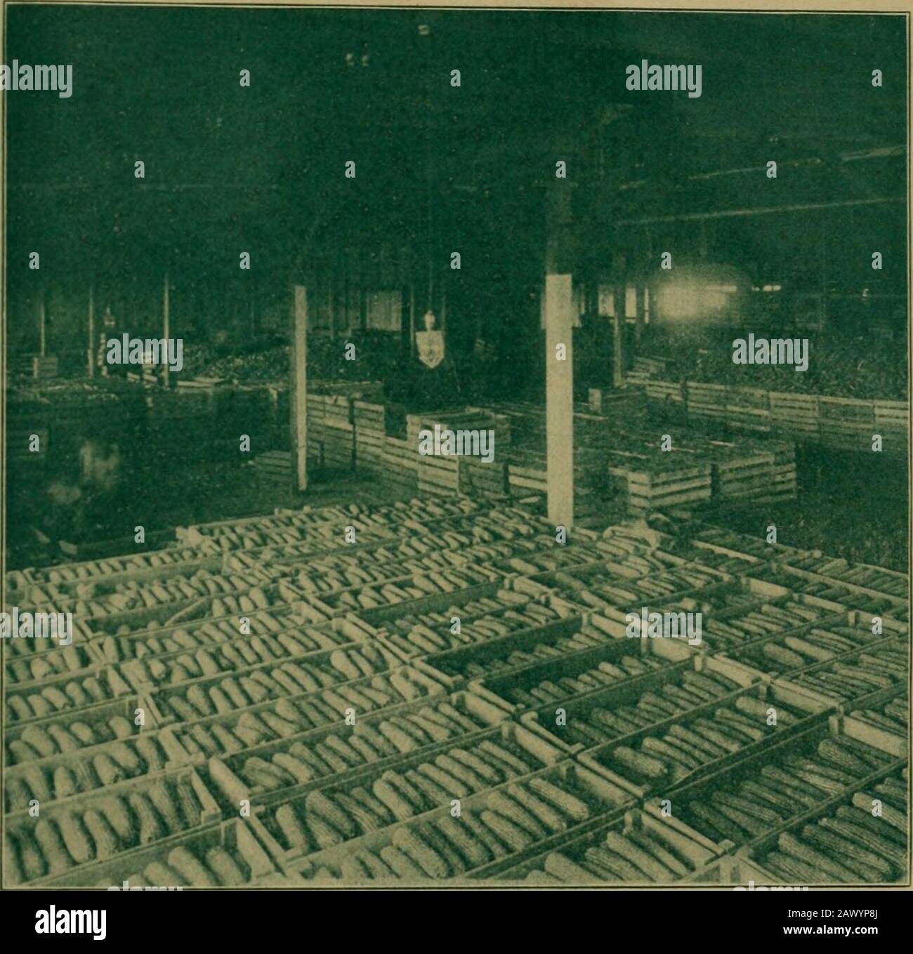 Detasseling corn hi-res stock photography and images - Alamy