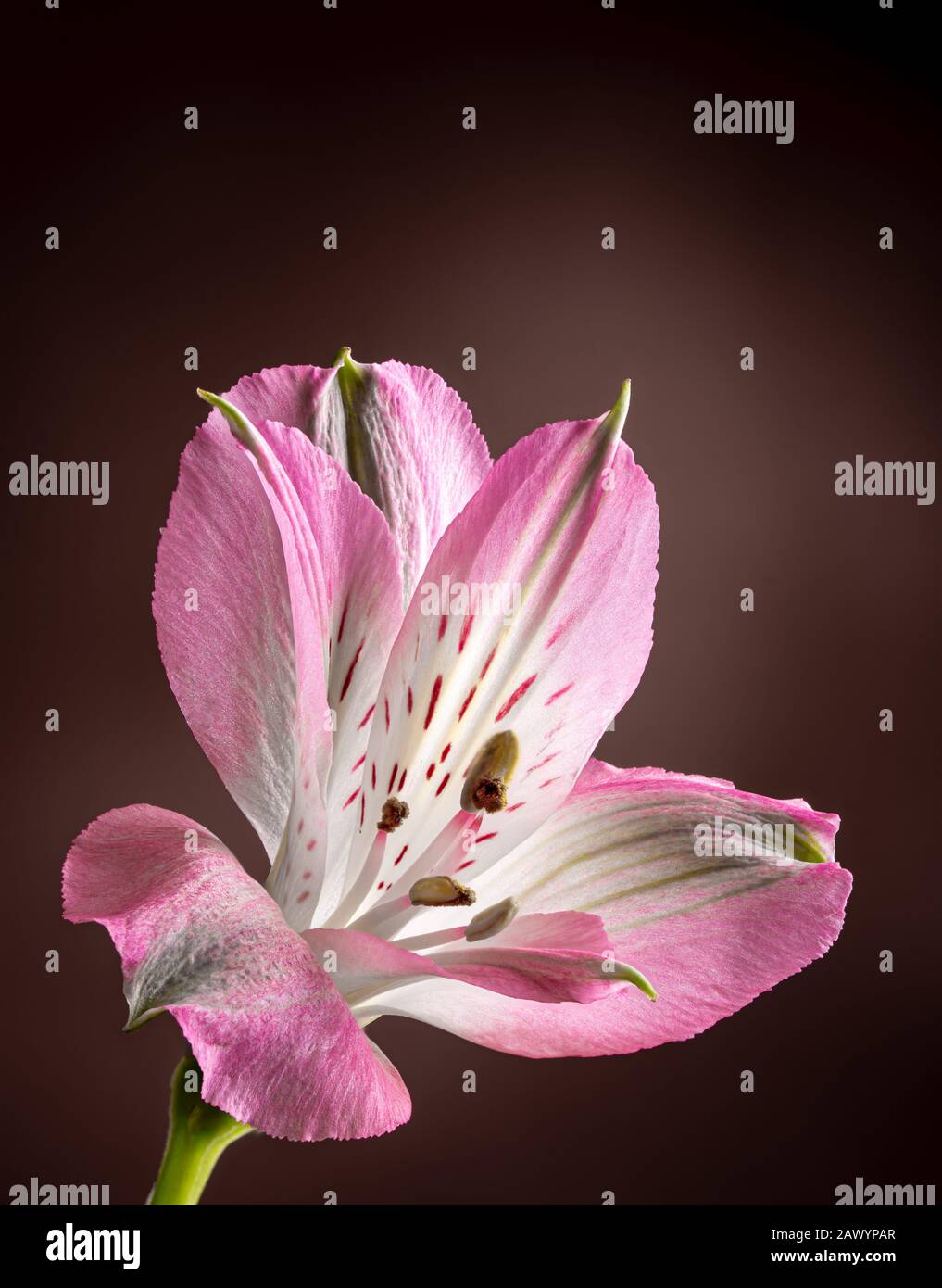 Closeup of a beautiful pink peruvian lily flower on a brown background ...