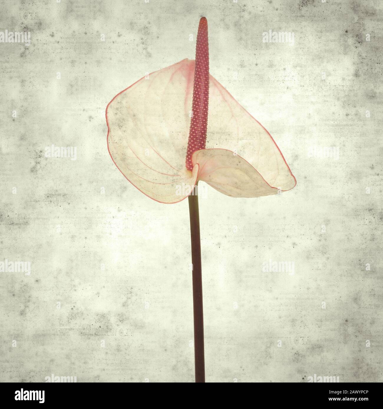 textured stylish old paper background, square, with pink anthurium with ...