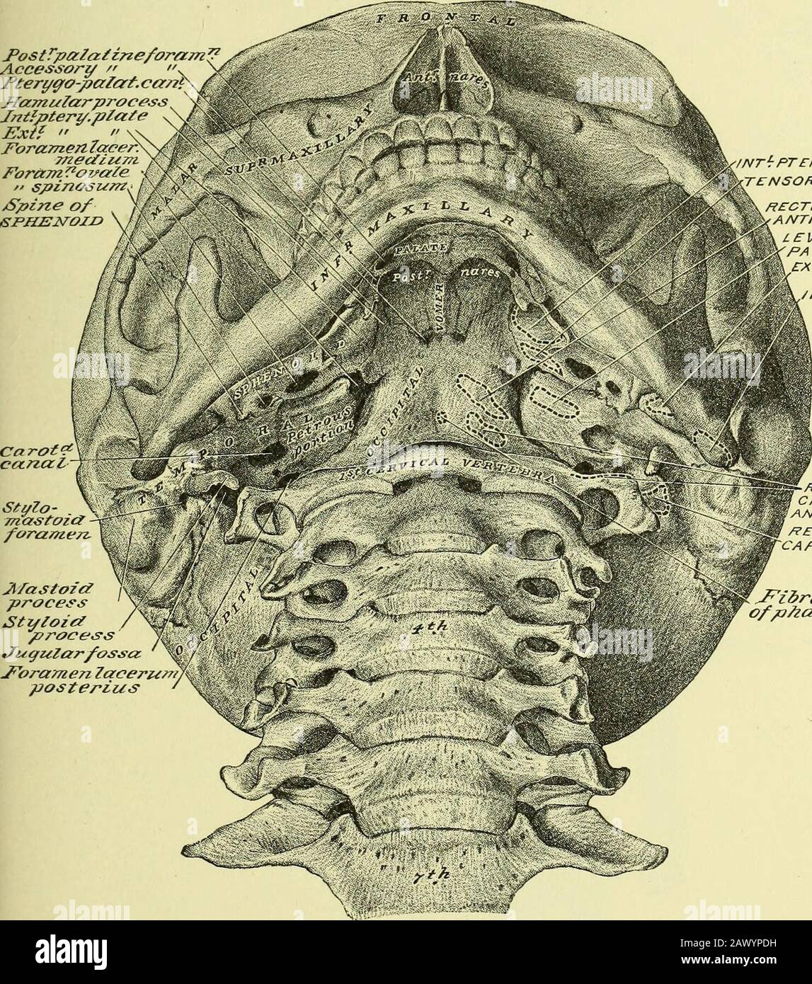 Foramen spinosum hi-res stock photography and images - Alamy