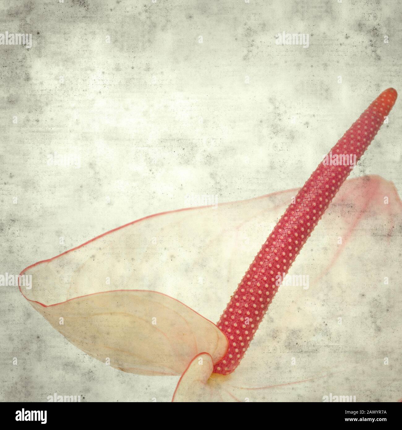 textured stylish old paper background, square, with pink anthurium with ...