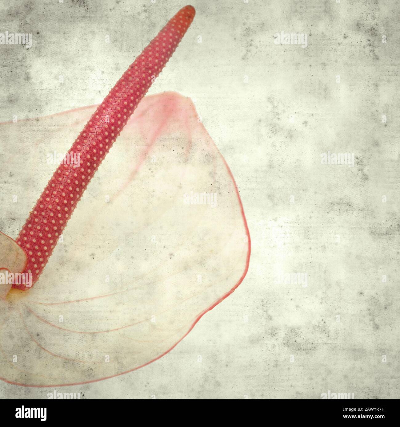textured stylish old paper background, square, with pink anthurium with ...