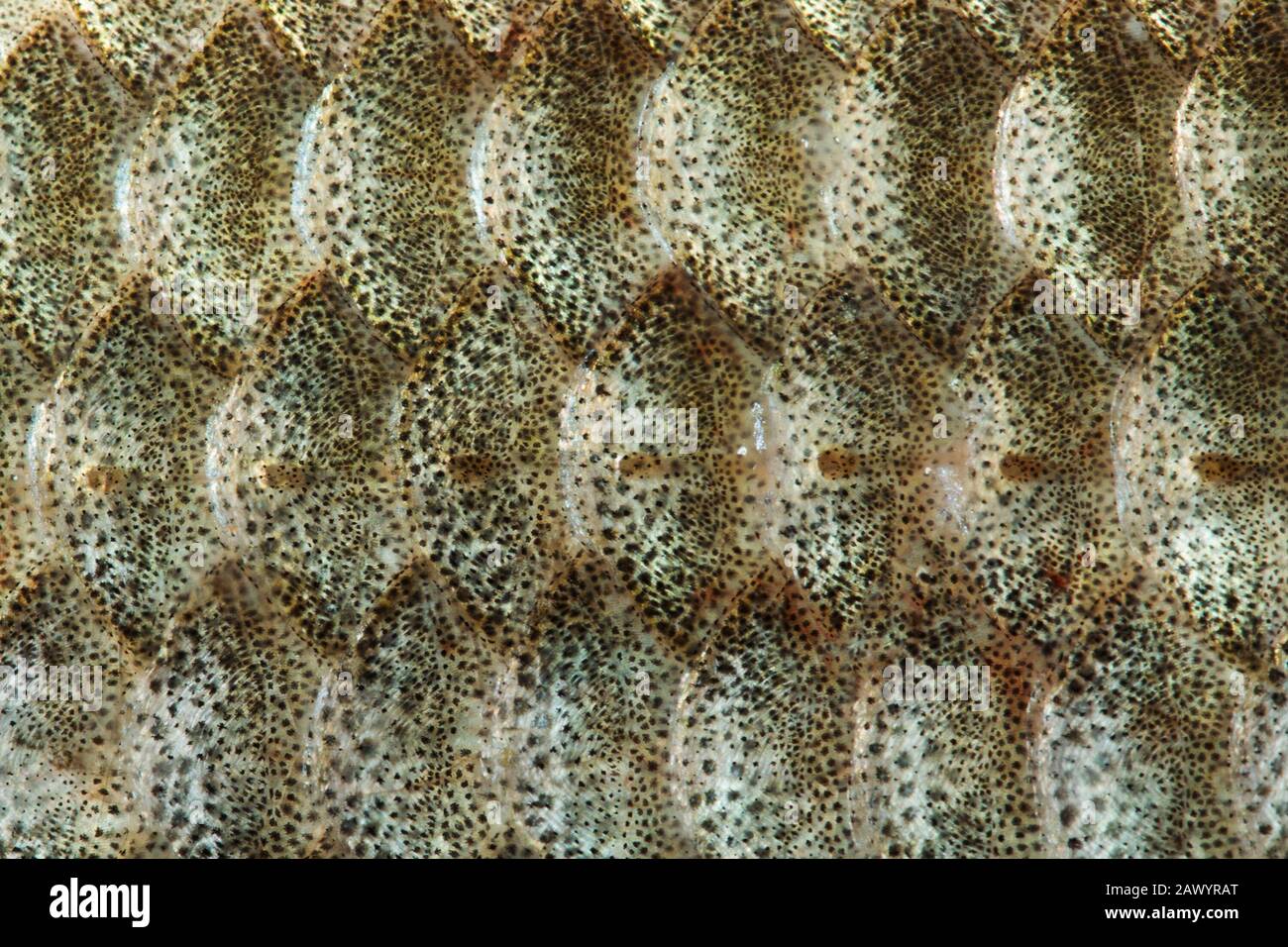 Surface epithelial cells hi-res stock photography and images - Alamy