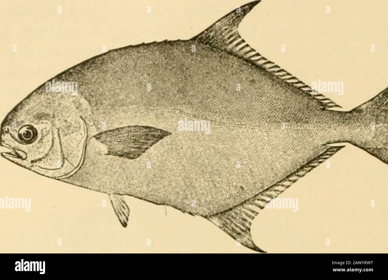 Pressed fish hi-res stock photography and images - Alamy