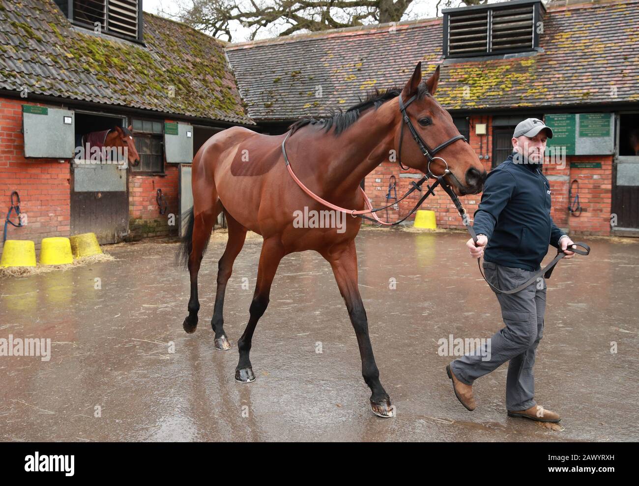 Cyrname during the visit to Paul Nicholls' stables at Manor Farm ...