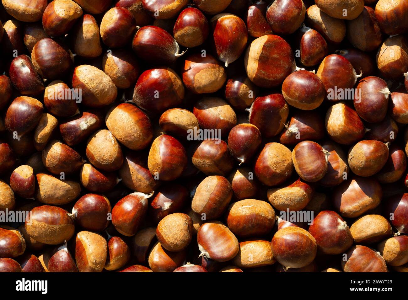 Many harvested Chestnut seeds collected for consumption, seen from ...