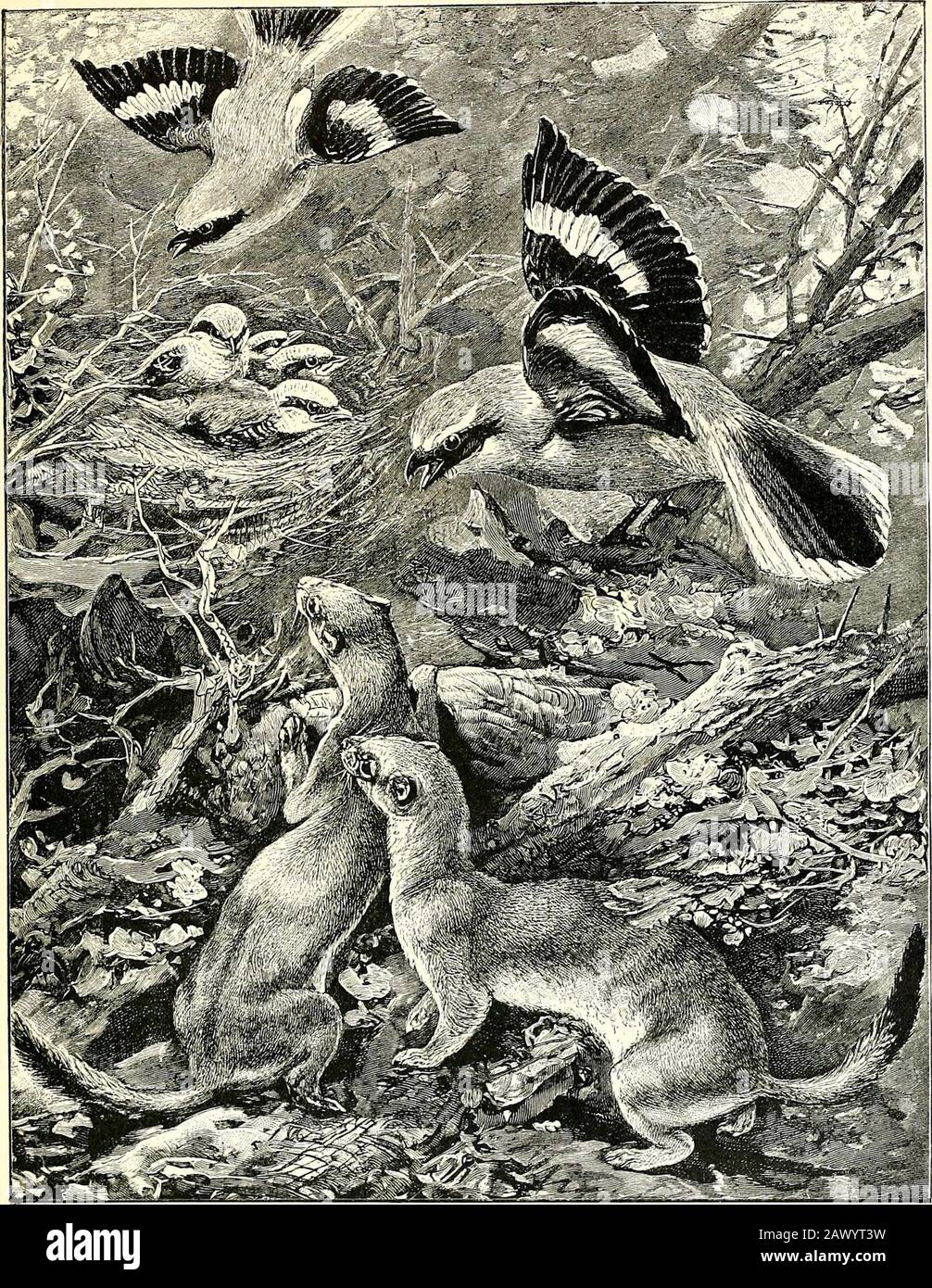 All about animalsFacts, stories and anecdotes . WEASELS AND SHRIKES ...