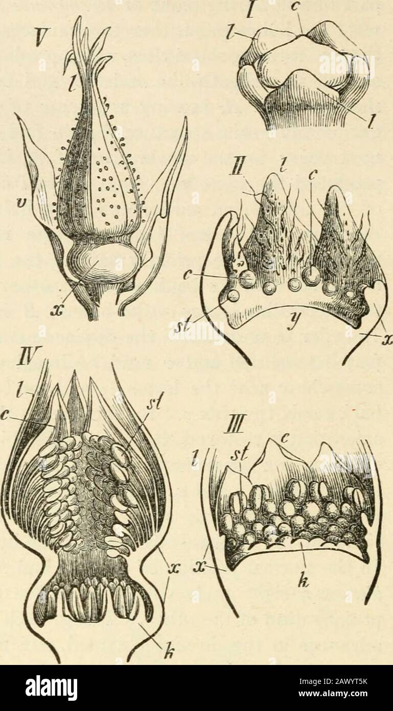 Perigynous hi-res stock photography and images - Alamy