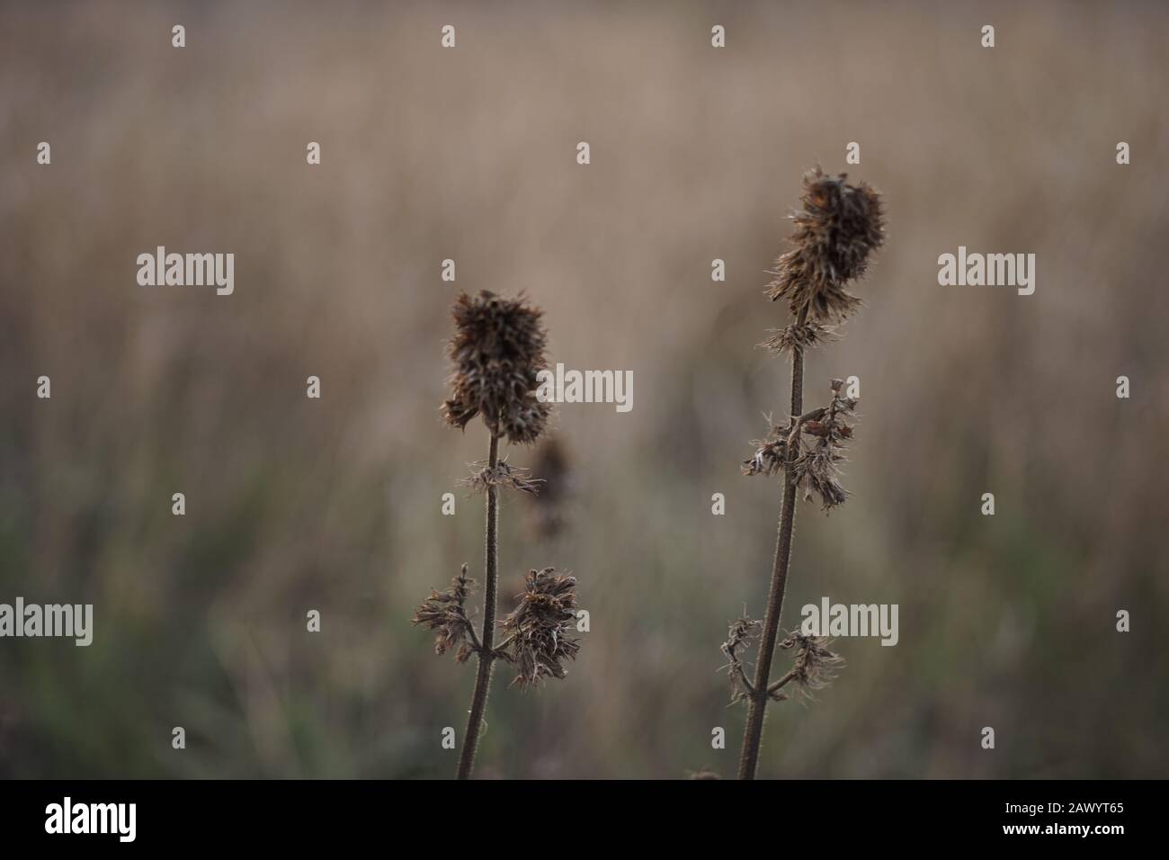 Old dry wild flowers hi-res stock photography and images - Alamy