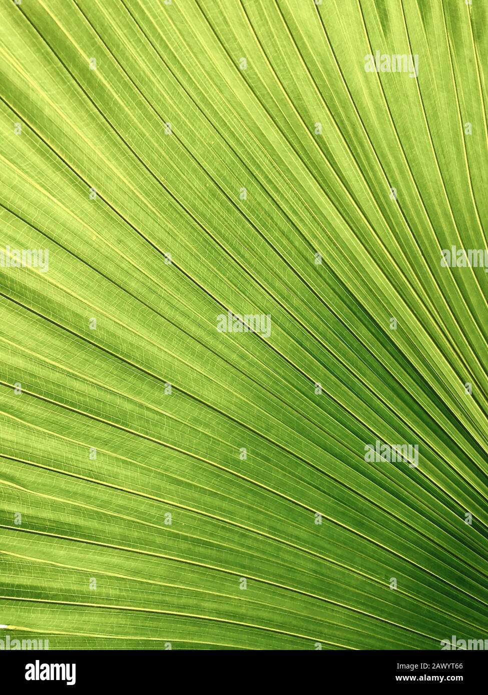 Palmate leaf venation hi-res stock photography and images - Alamy