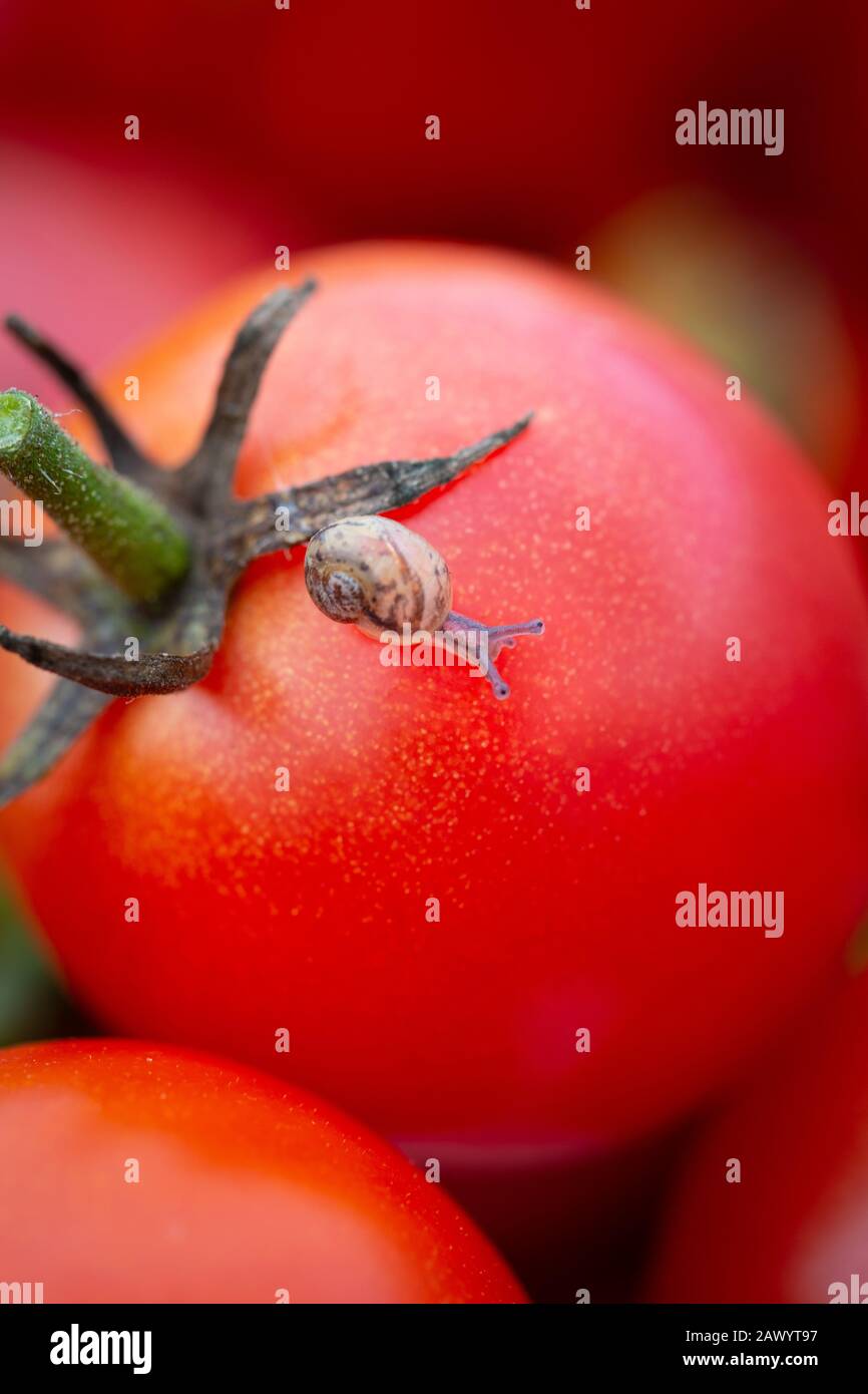 Animal tomato food snail hi-res stock photography and images - Alamy