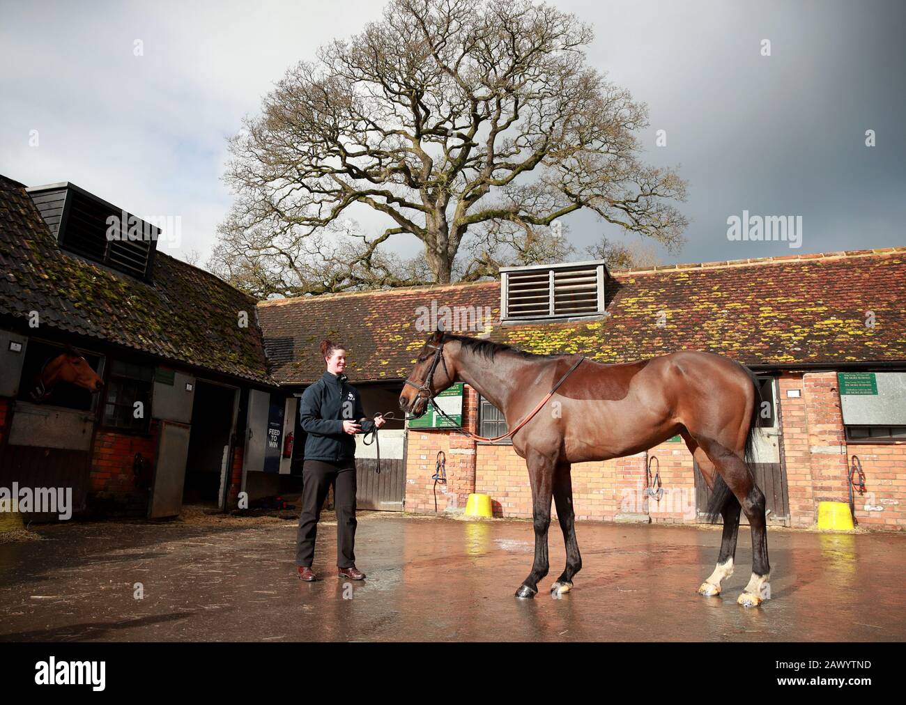 Fodon during the visit to Paul Nicholls' stables at Manor Farm Stables ...
