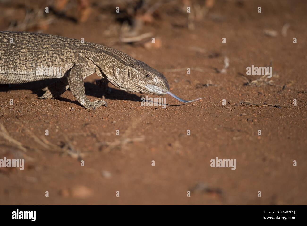 Lizard licking the ground in a desert area Stock Photo - Alamy