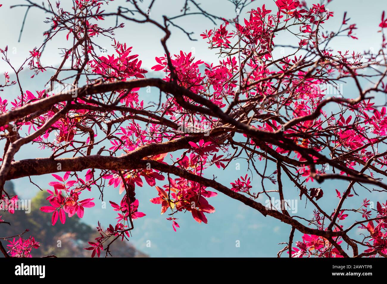 Colorful wild leaves in gray background in attapady Kerala India Stock ...