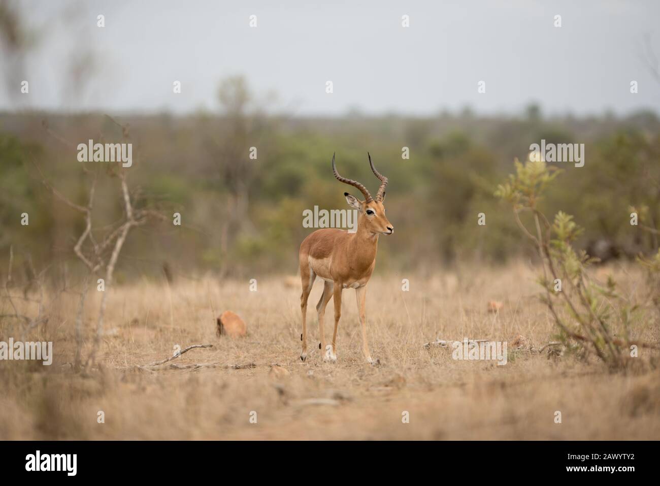 Cute white-tailed deer running in a bush field with a blurred ...