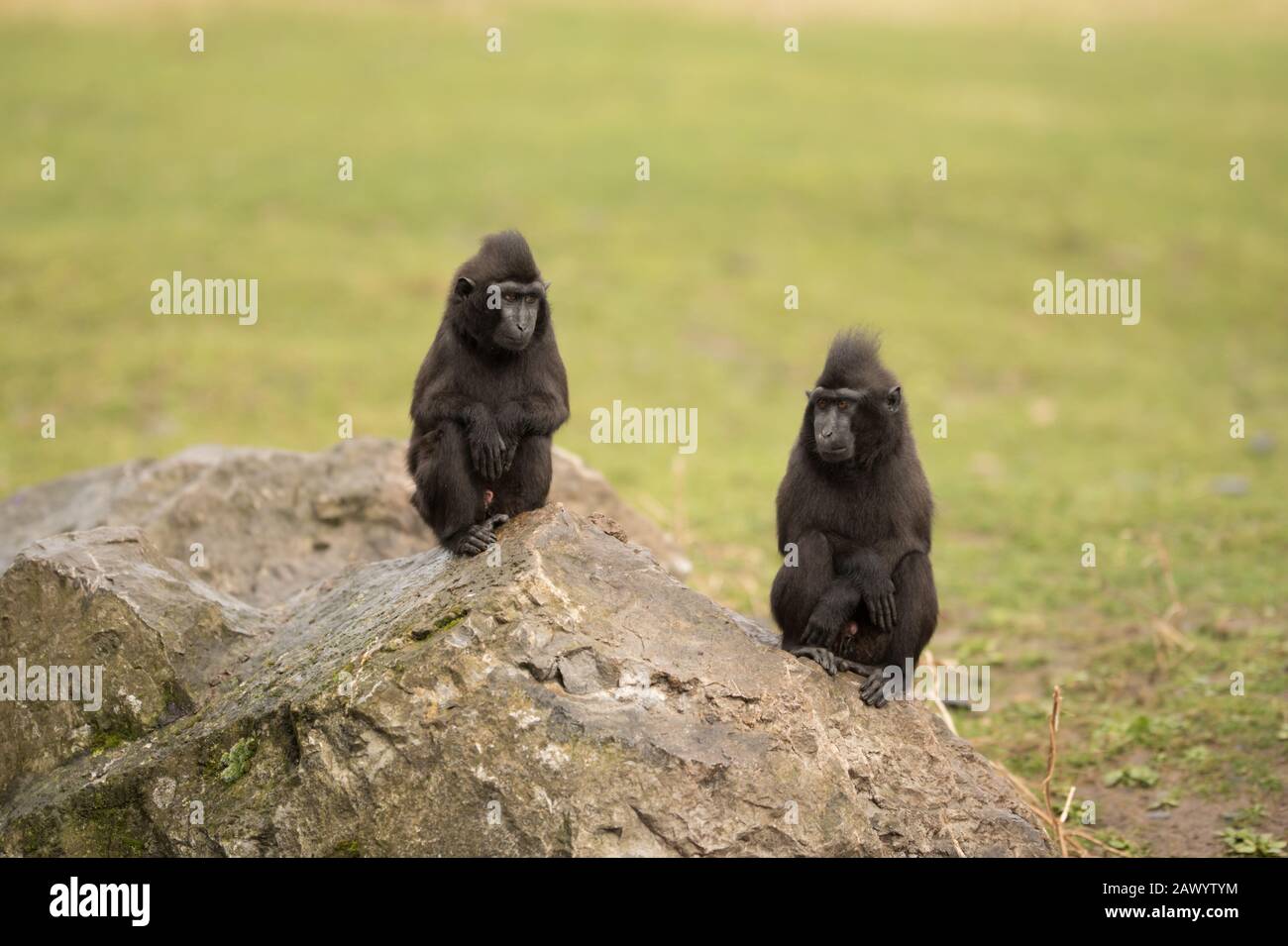 Black macaque monkeys sitting on a huge rock with crossed hands in a ...