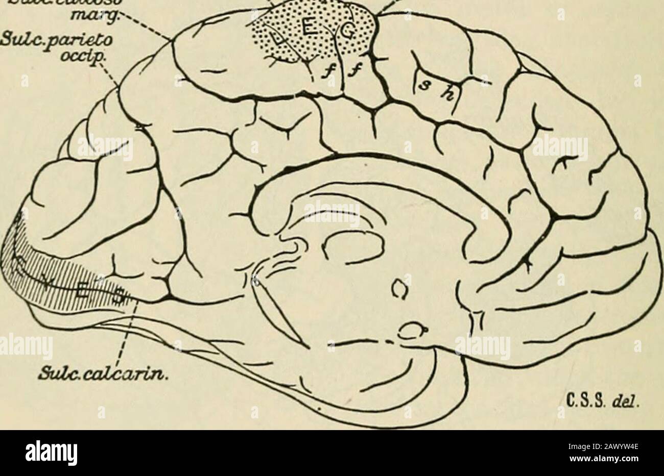 Nervous system of a monkey hi-res stock photography and images - Alamy