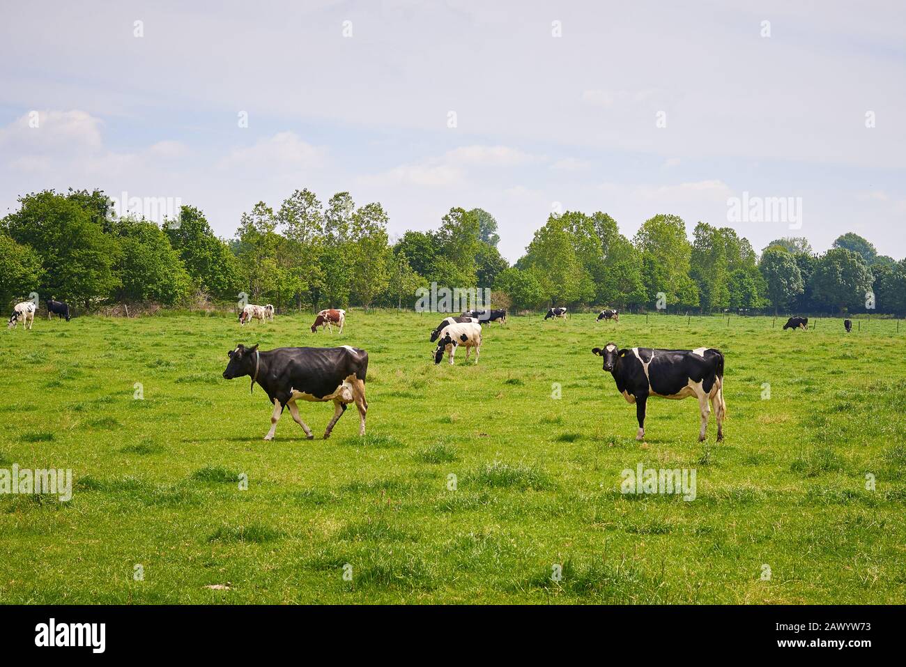 Curious holstein cows on dairy hi-res stock photography and images - Alamy