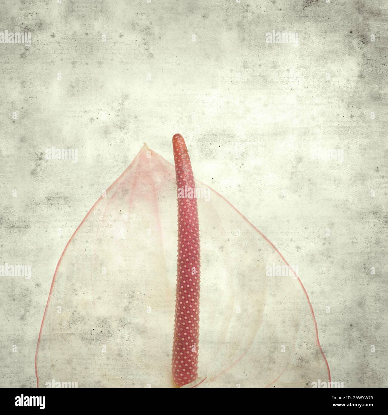 textured stylish old paper background, square, with pink anthurium with ...