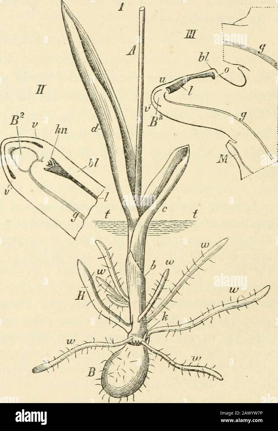 Text-book of botany, morphological and physiological . Fig. 149 ...