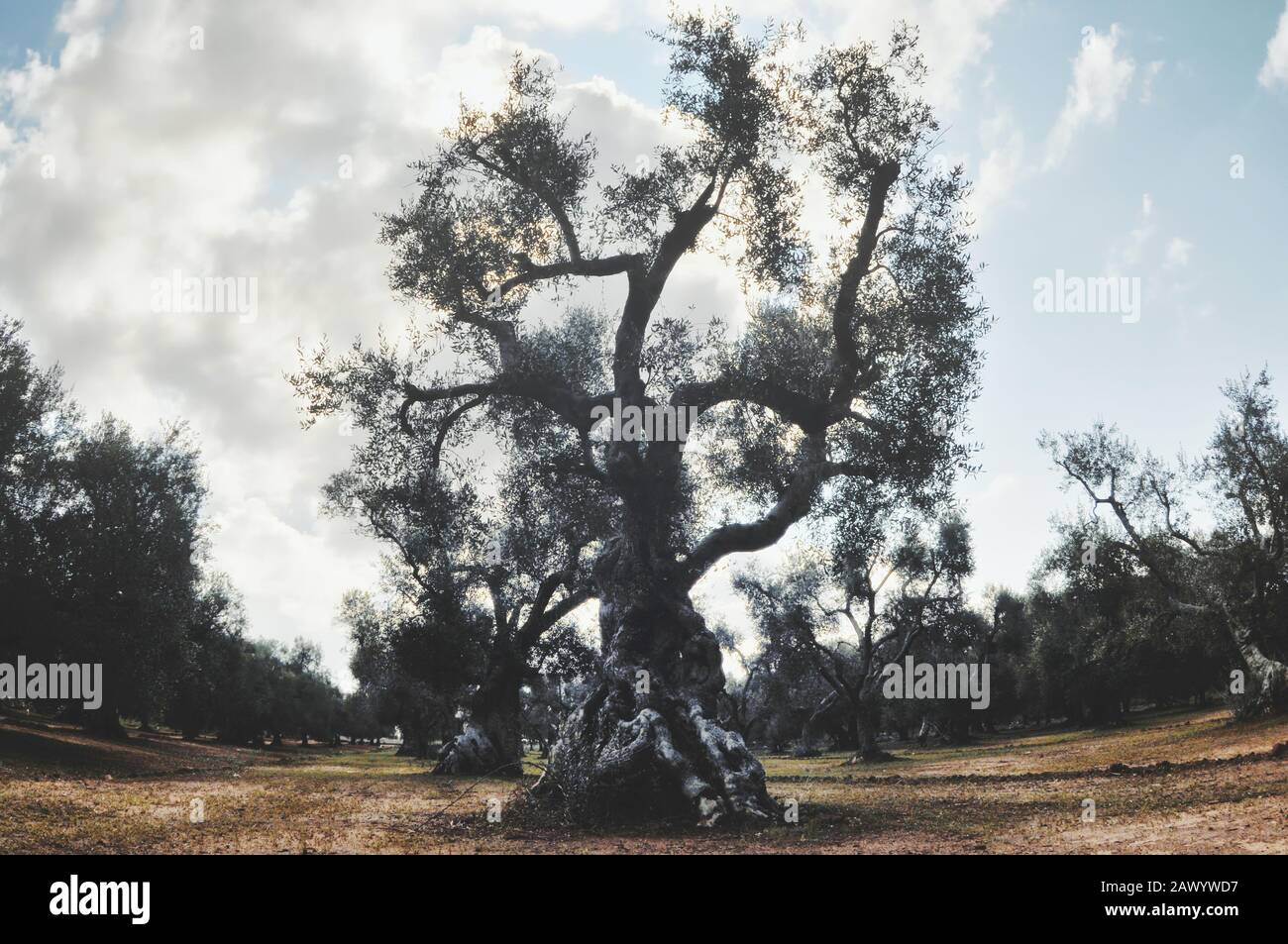 Big old olive tree. Old olive garden Stock Photo - Alamy