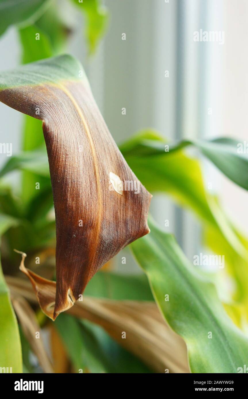 Vertical closeup shot of a damaged leaf of a plant Stock Photo - Alamy
