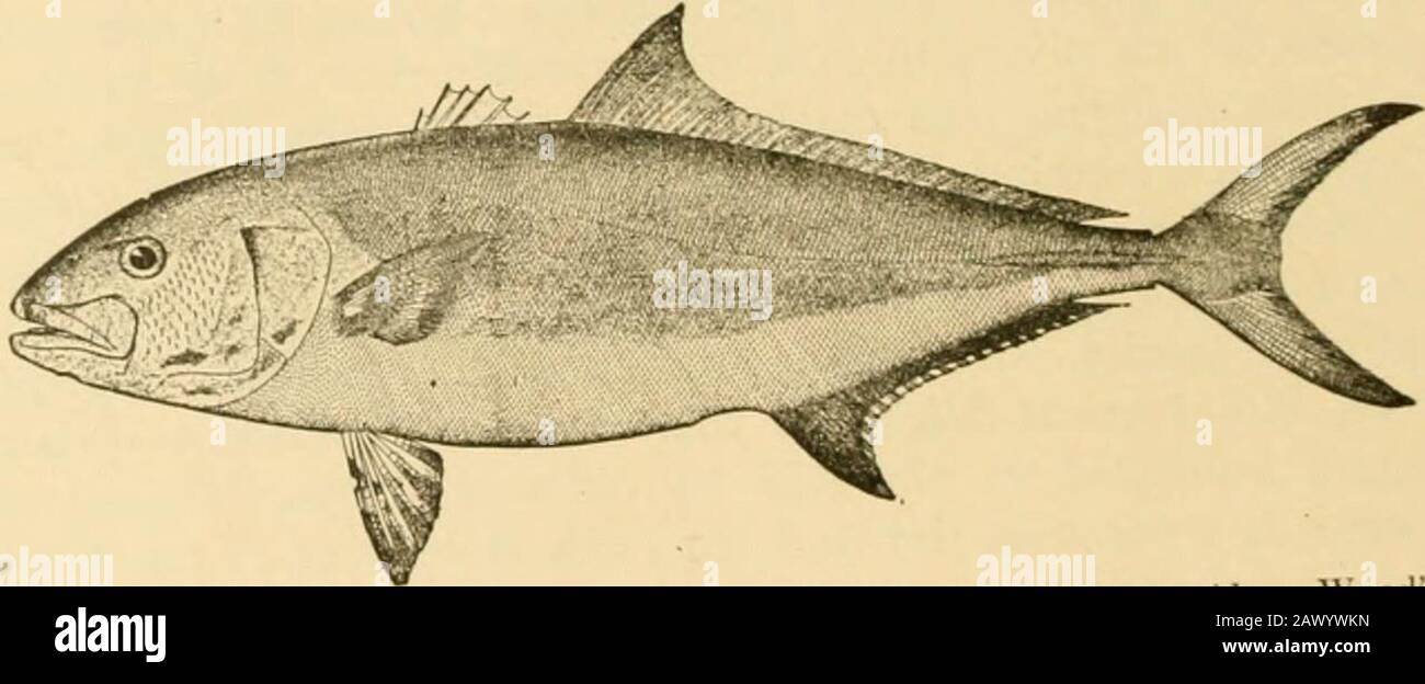 Ola fish High Resolution Stock Photography and Images - Alamy