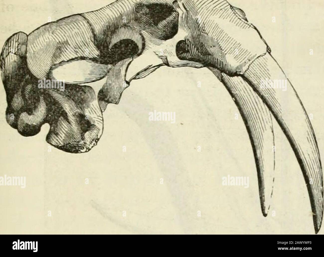 Walrus Skull Drawing