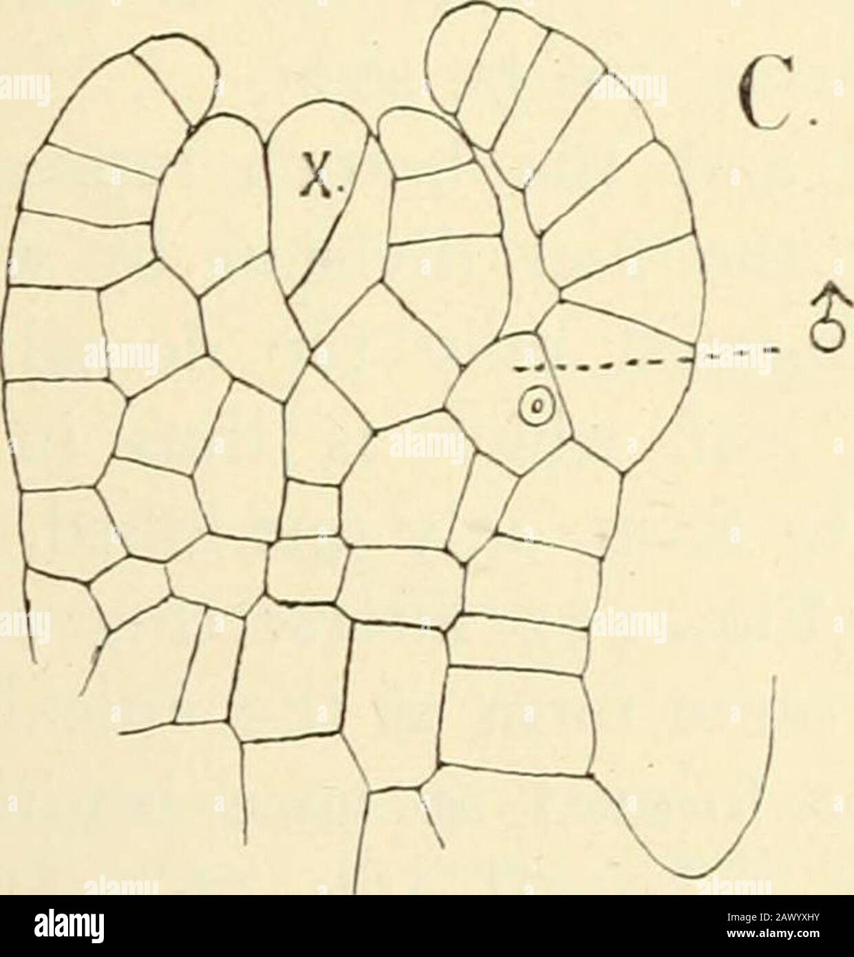 The structure & development of the mosses and ferns (Archegoniatae ...