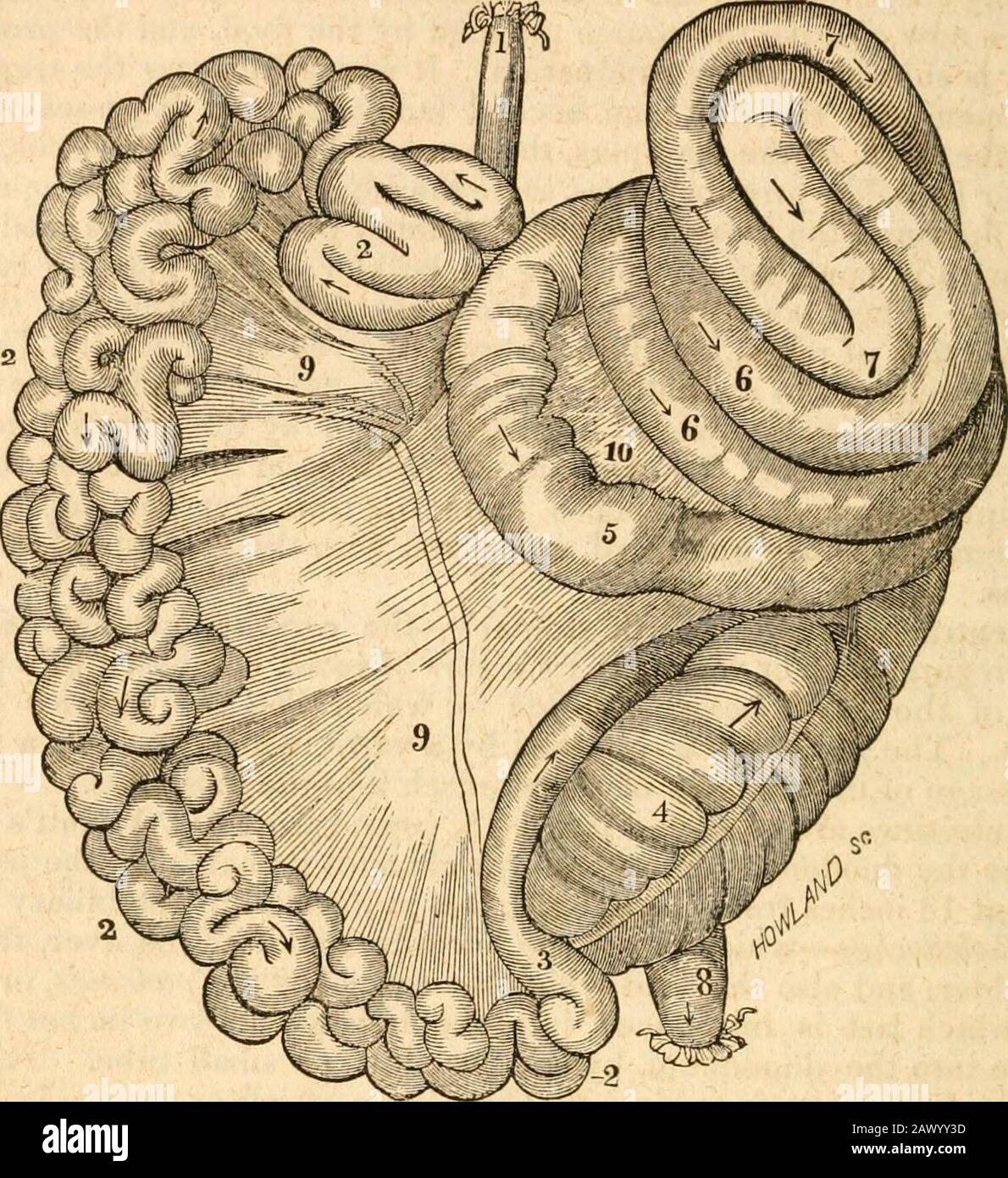 Sheep husbandry in the South: comprising a treatise on the acclimation ...