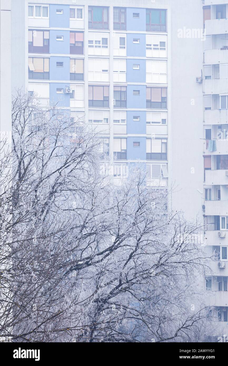Tree covered in the snow with an apartment building on the background ...