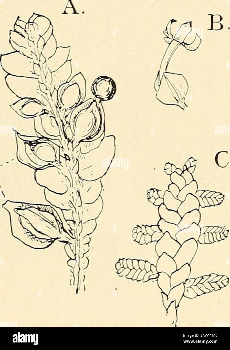 Dichotomous branching hi-res stock photography and images - Alamy