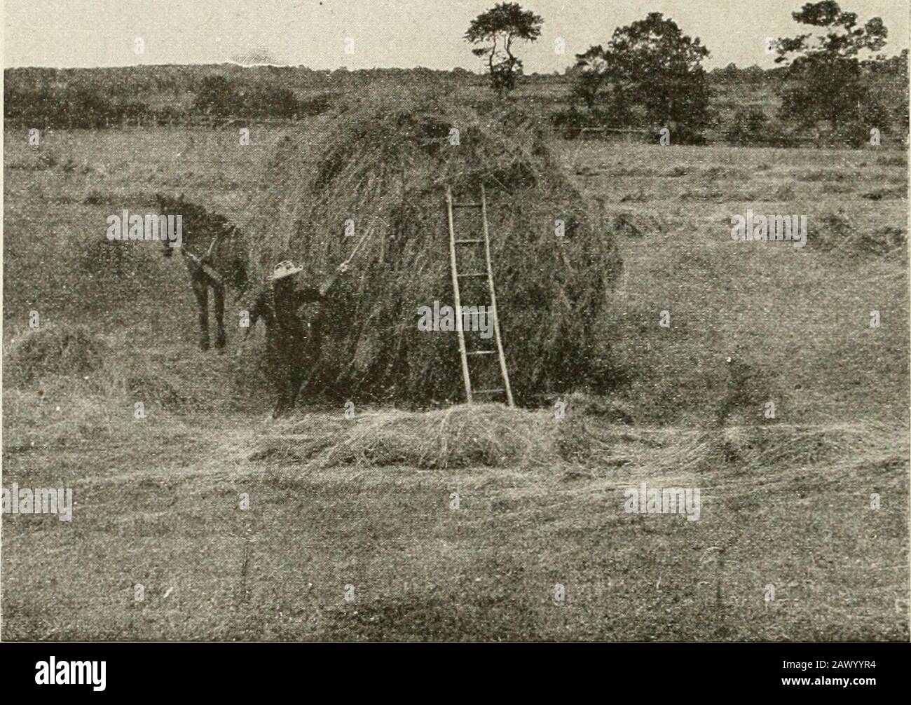 Forced labor farm hi-res stock photography and images - Alamy
