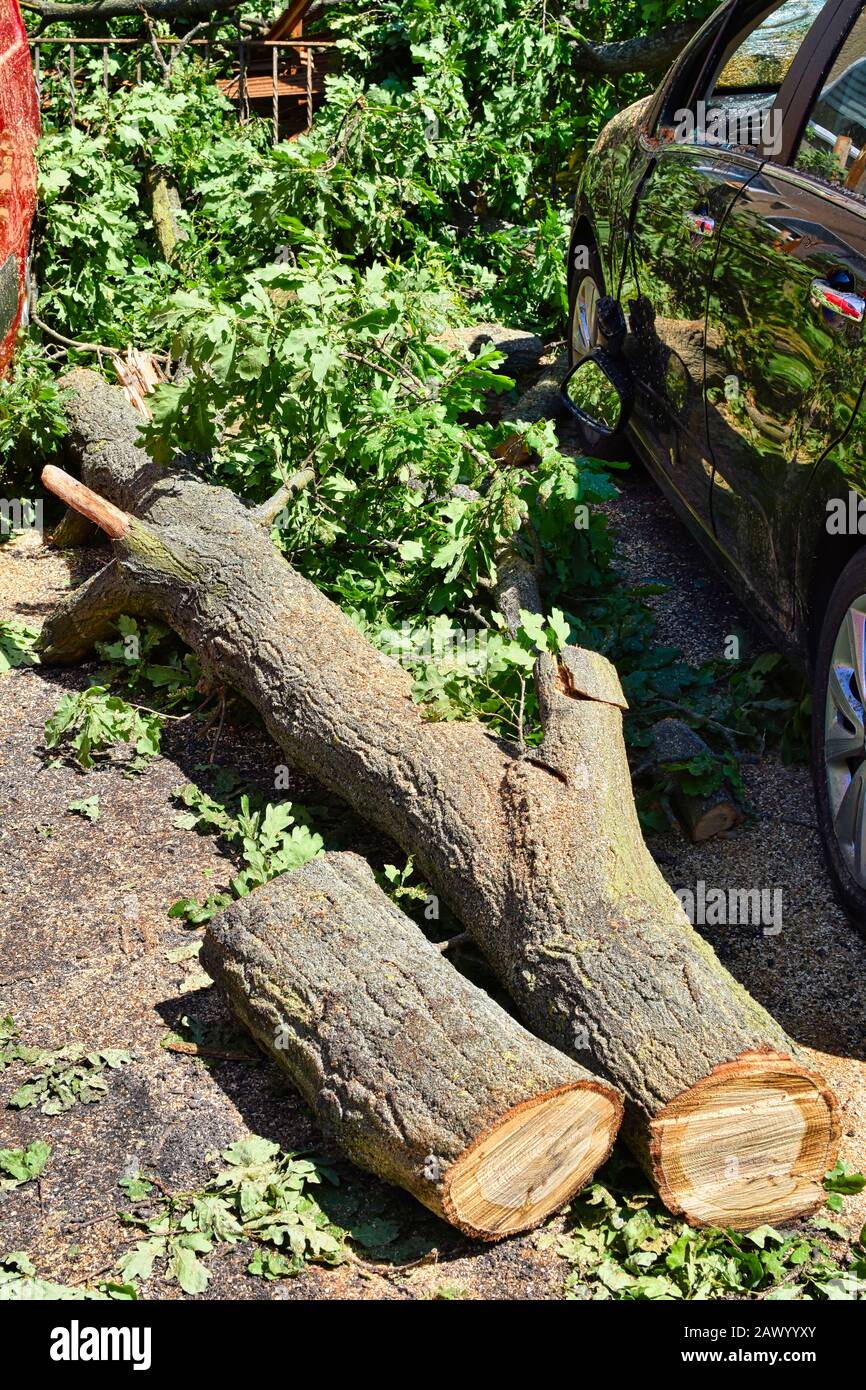 The remains of a fallen tree after a heavy storm in Berlin, Germany ...