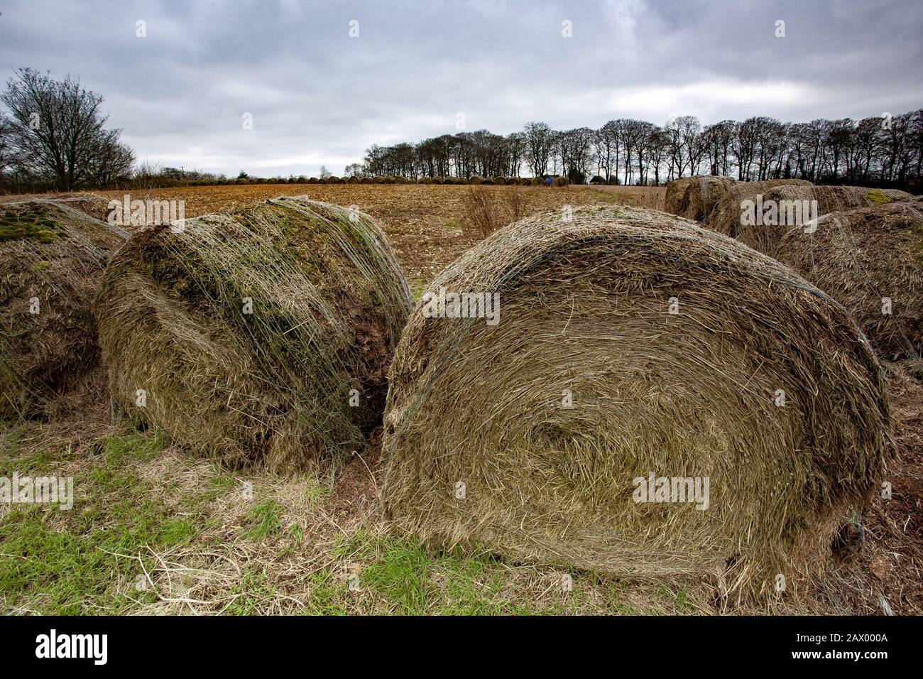 Closeup shot of hay bales in the field under the dark cloudy sky Stock ...