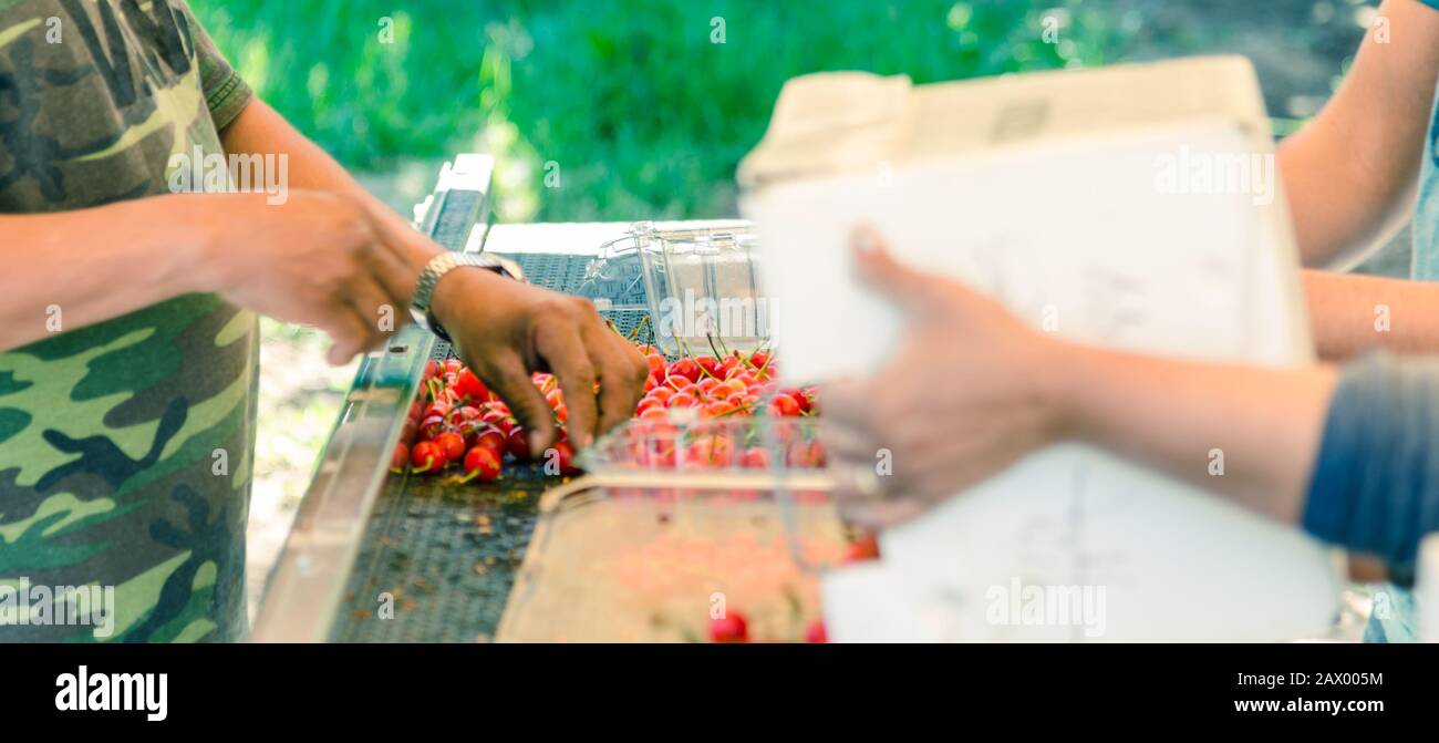 Package sweet cherries into plastic box container on conveyor belt line ...