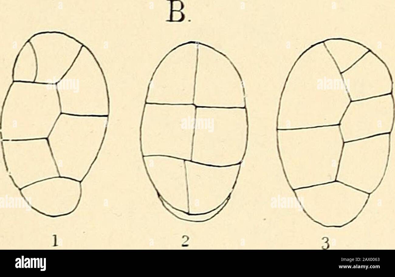 Lobed Nucleus High Resolution Stock Photography and Images - Alamy