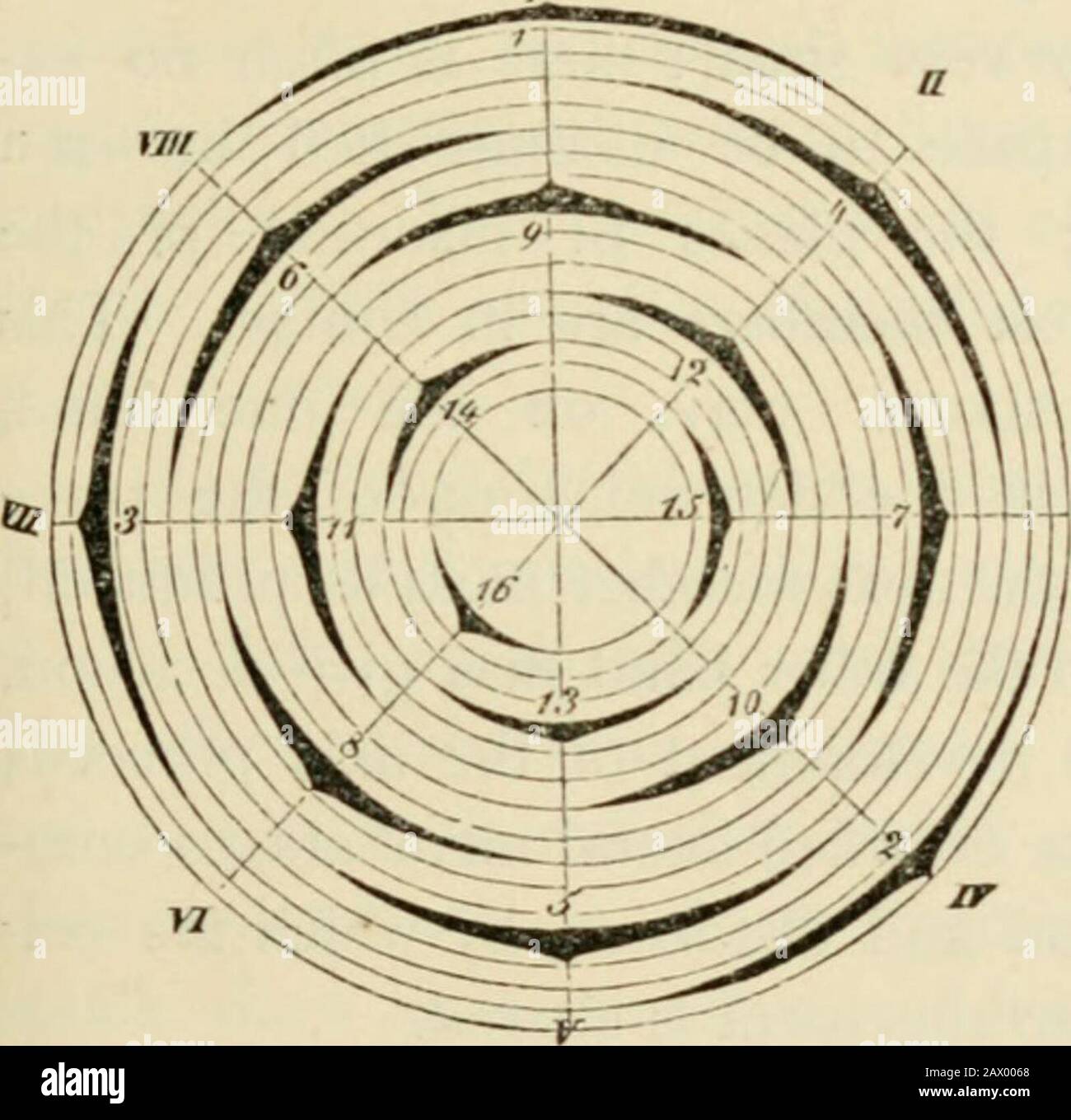 Verticillate hi-res stock photography and images - Alamy