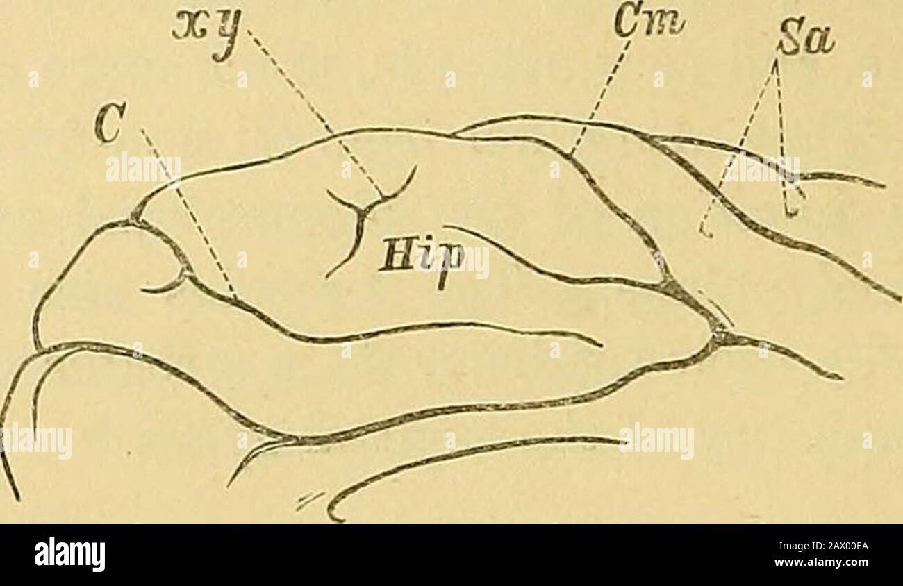 The Journal of the Linnean Society of London . l gyrus by bridging ...