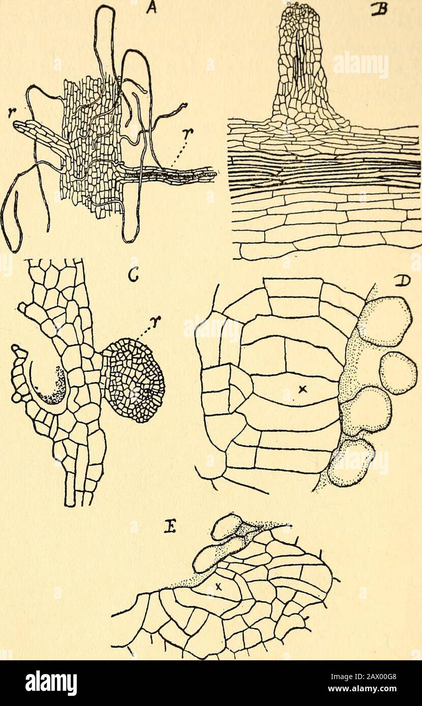 A morphological study of some members of the genus Pallavicinia . Fig ...