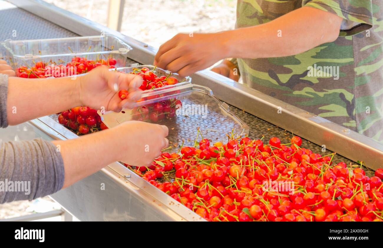 Package sweet cherries into plastic box container on conveyor belt line ...