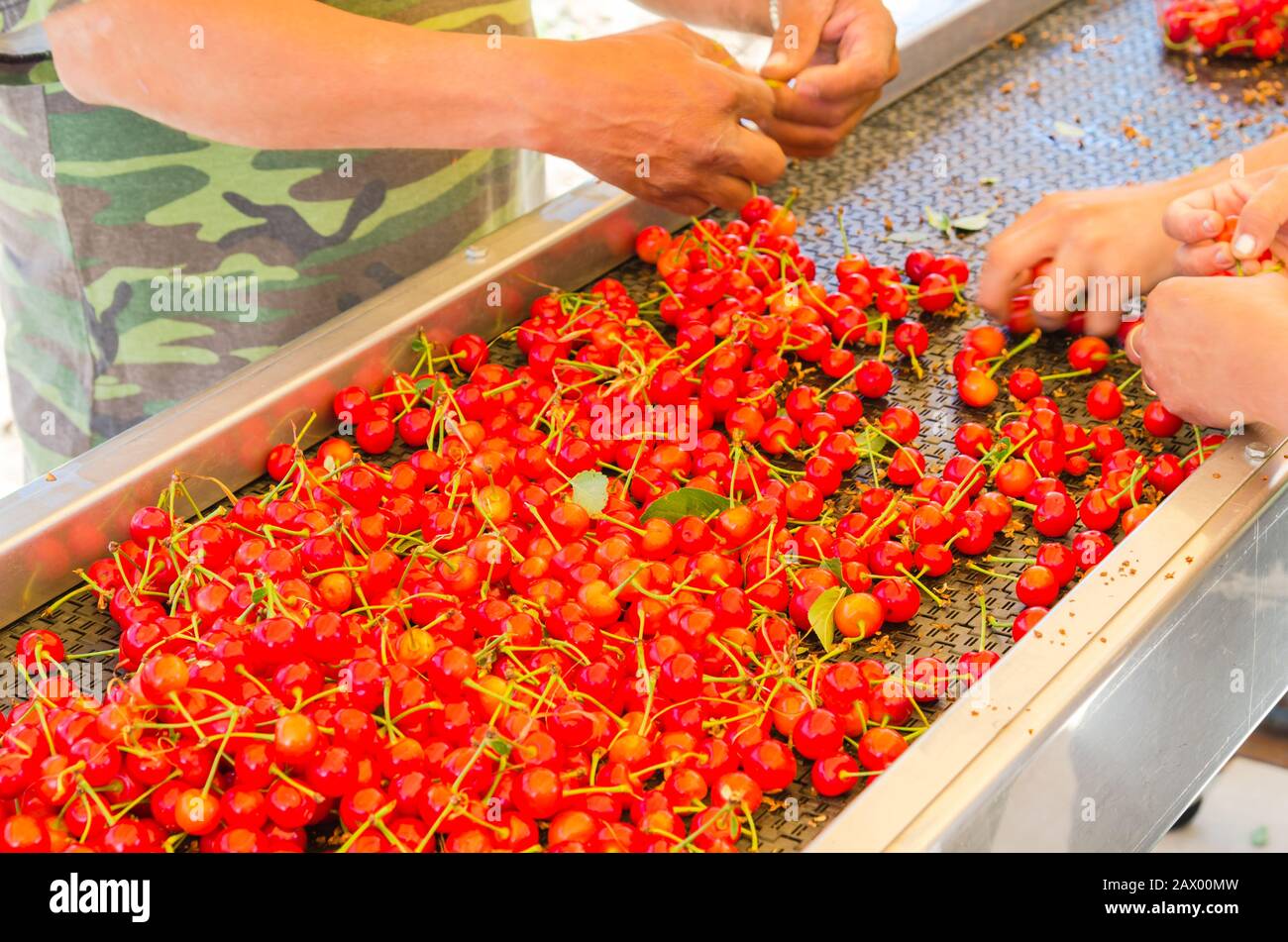 Farmer hands sorting and processing red cherries manually on conveyor ...