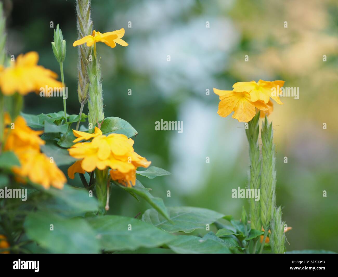 Firecracker flower, Crossandra infundibuliformis, orange color flowers ...