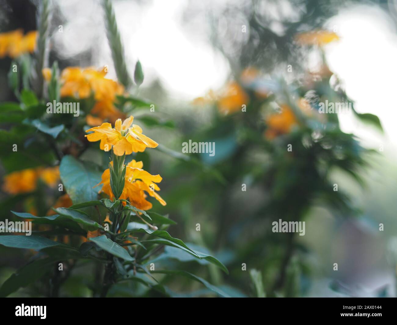 Firecracker flower, Crossandra infundibuliformis, orange color flowers ...