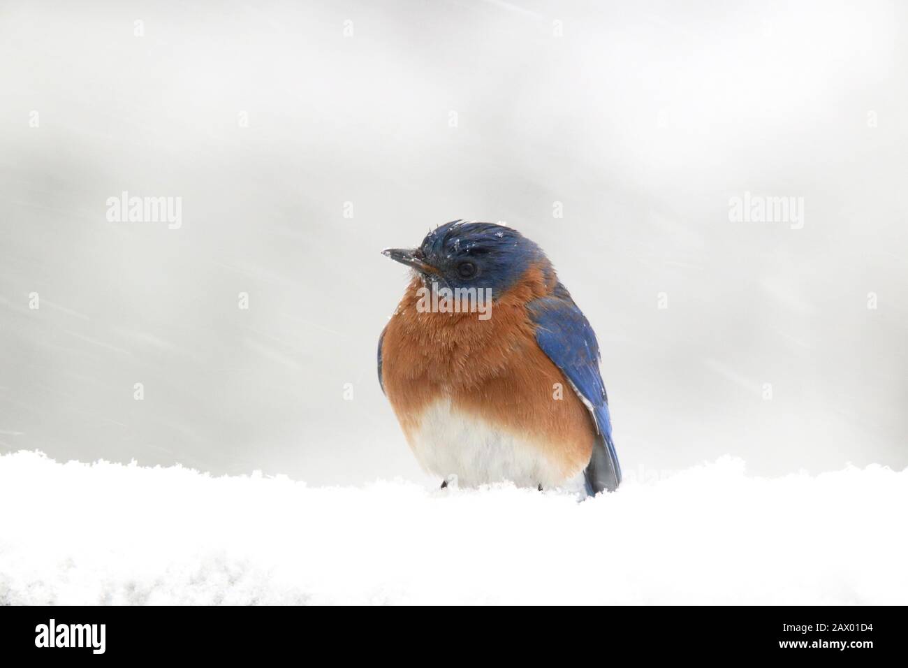 A male eastern bluebird Sialia siailis perching in the snow a winter ...