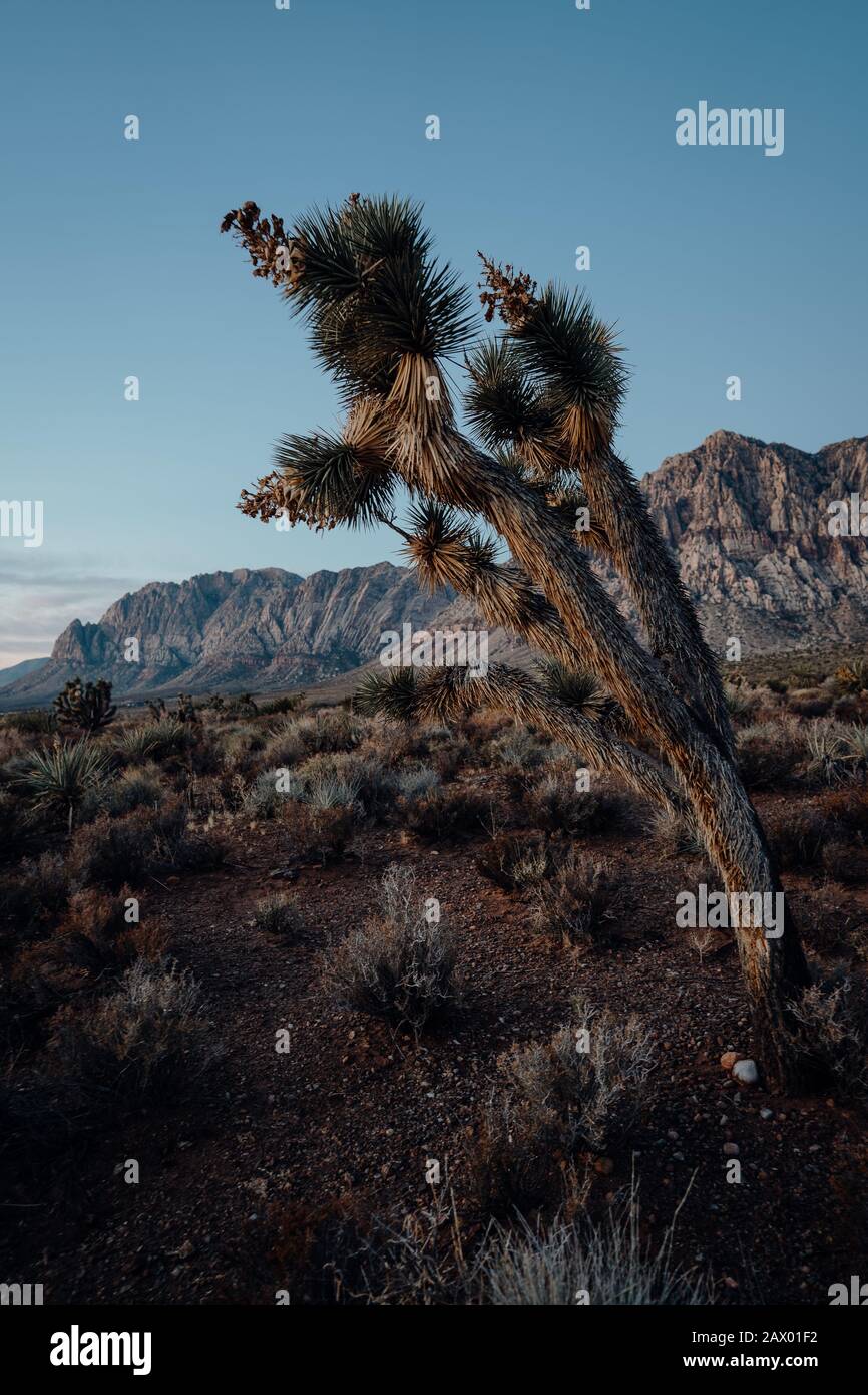 Vertical shot of an exotic tree growing in the hills Stock Photo - Alamy