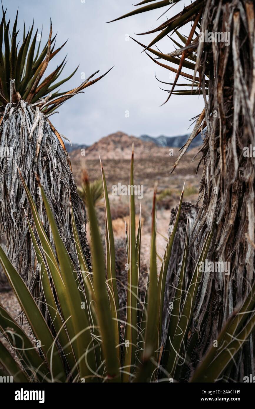 Exotic terrain with flower hi-res stock photography and images - Alamy