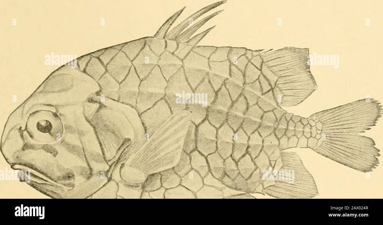 Fossil fish scales hi-res stock photography and images - Alamy