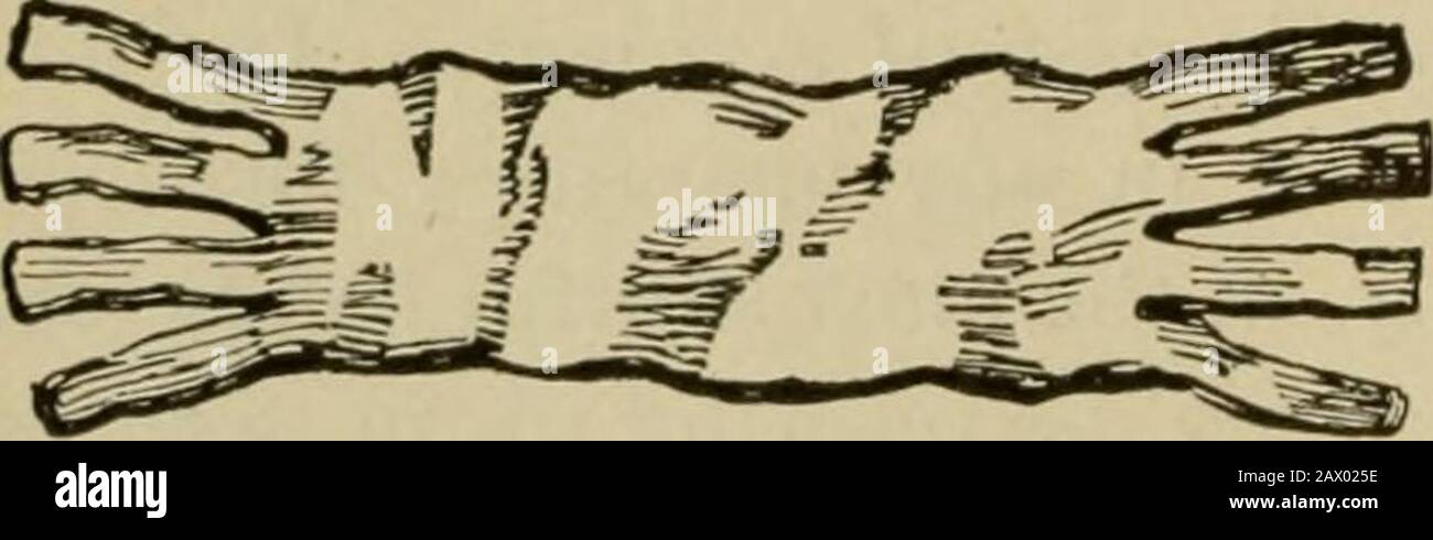 Bleeding sheep in hi-res stock photography and images - Alamy